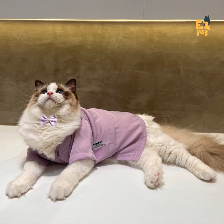 Raya Cat Costume - Ribbon | Ezpet Official Store